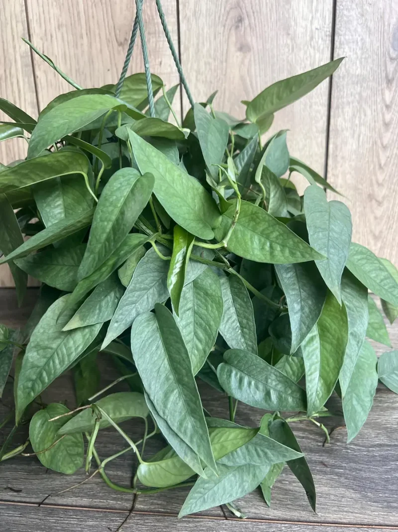 Cebu Blue Pothos Live Plant - Easy Care Indoor Vine