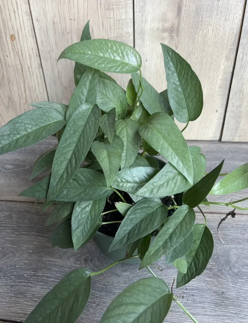 Cebu Blue Pothos Live Plant - 6 inch Pot | Indoor Trailing Vine