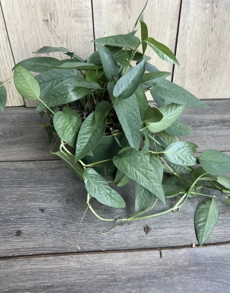 Cebu Blue Pothos Live Plant - 6 inch Pot | Indoor Trailing Vine