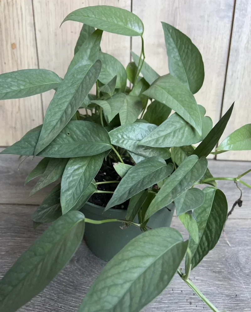 Cebu Blue Pothos Live Plant - 6 inch Pot | Indoor Trailing Vine