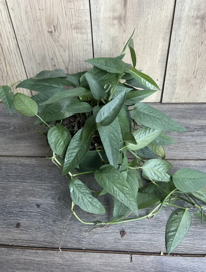 Cebu Blue Pothos Live Plant - 6 inch Pot | Indoor Trailing Vine