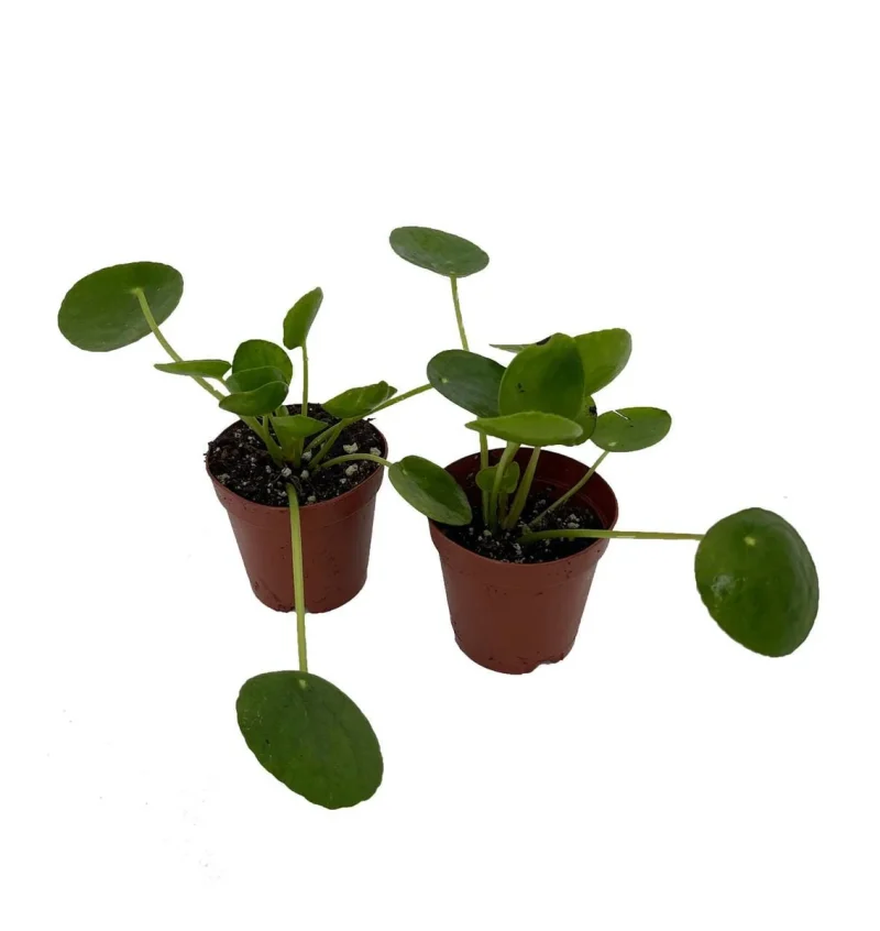 Chinese Money Plant - Pilea Peperomioides - 2 Live Plants