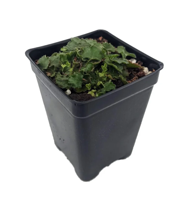 Chiquita Coral Bells Live Plant - Heuchera for Shade Gardens