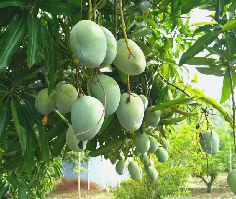 Coconut Cream Mango Live Plant - Grafted Tropical Fruit Tree