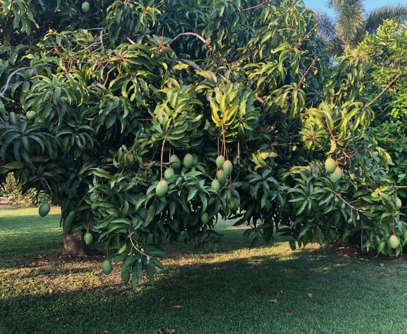 Coconut Cream Mango Live Plant - Grafted Tropical Fruit Tree