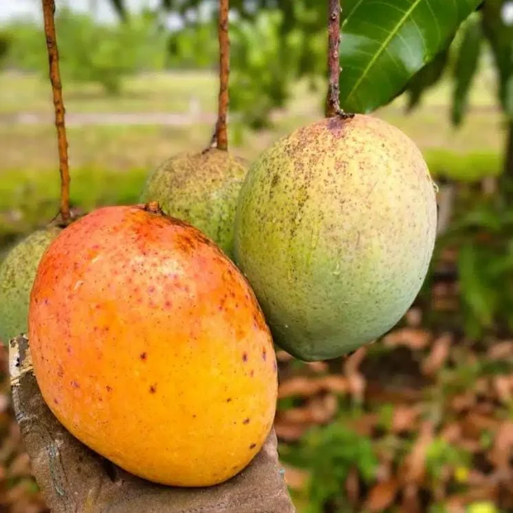 Coconut Cream Mango Live Plant - Grafted Tropical Fruit Tree