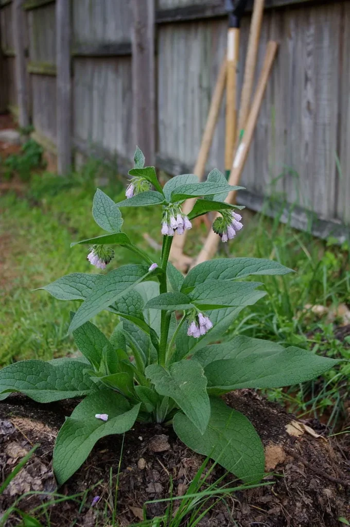 Comfrey Bocking 14 Live Plants - Symphytum uplandicum