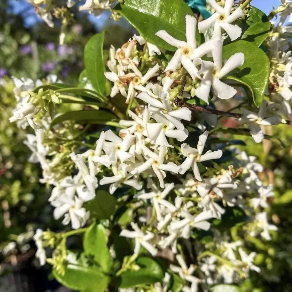 Cool Review About Star Jasmine Fragrancefeed