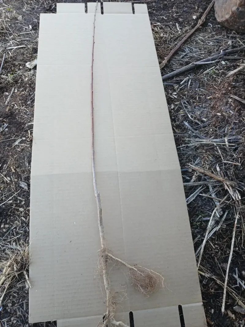 Contender Peach Tree Bare Root - 2-3 ft Tall, Delicious Fruit