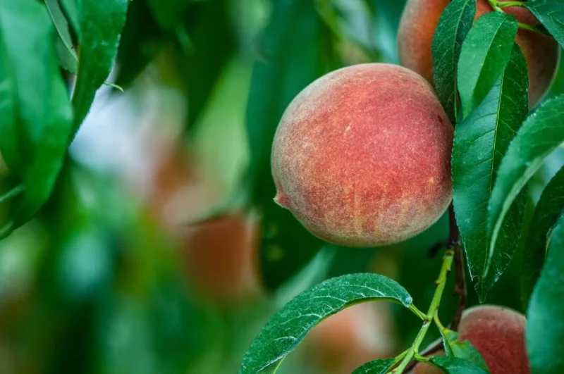 Contender Peach Tree Bare Root - 2-3 ft Tall, Delicious Fruit