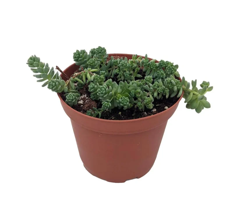 Corsican Blue Tears Sedum - Sedum dasyphyllum - Live Plant