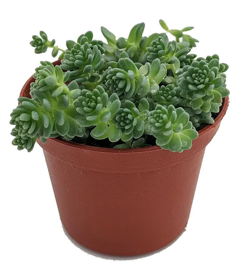 Corsican Blue Tears Sedum - Sedum dasyphyllum - Live Plant
