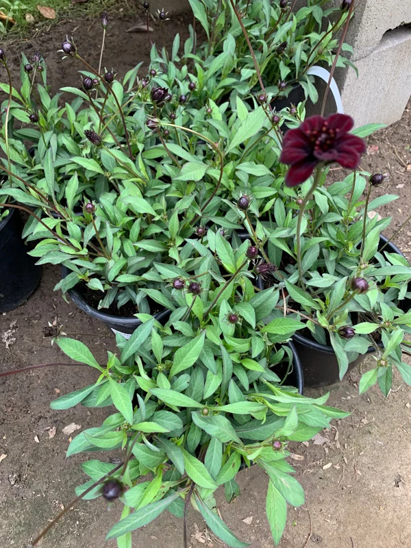 Cosmos Atrosanguineus Chocamocha Live Plant – Chocolate Cosmos