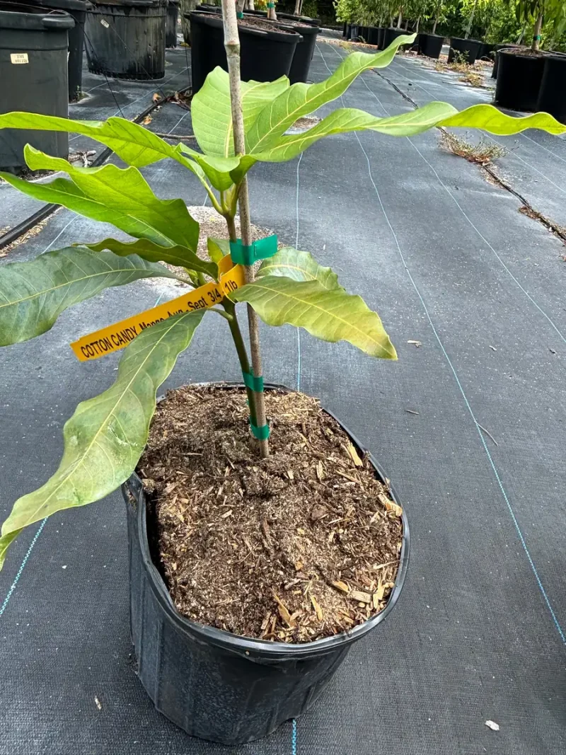 Grafted Cotton Candy Dwarf Mango Tree - 3 Gallon Pot
