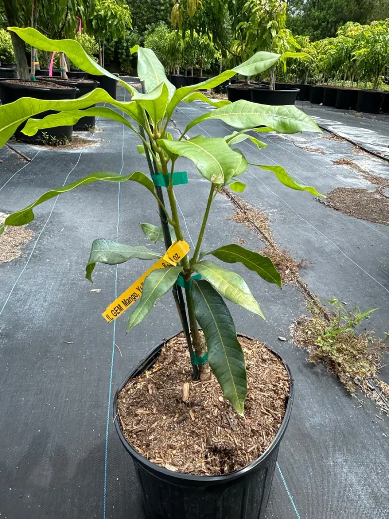 Grafted Cotton Candy Dwarf Mango Tree - 3 Gallon Pot