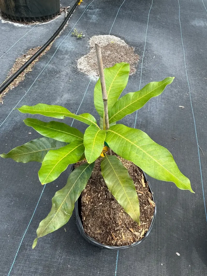 Grafted Cotton Candy Dwarf Mango Tree - 3 Gallon Pot