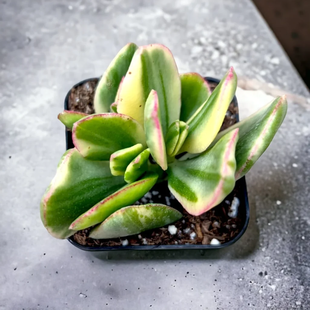 Variegated Money Tree Succulent - Crassula argentea