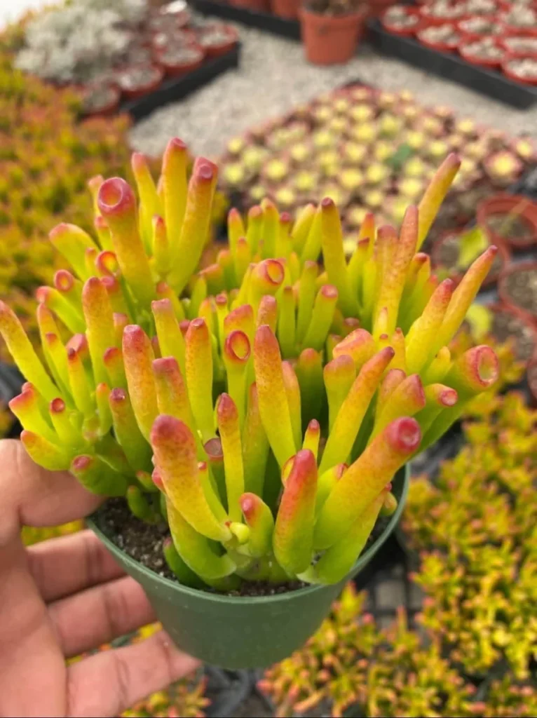 Amazing Shrek Ears Plant Photos