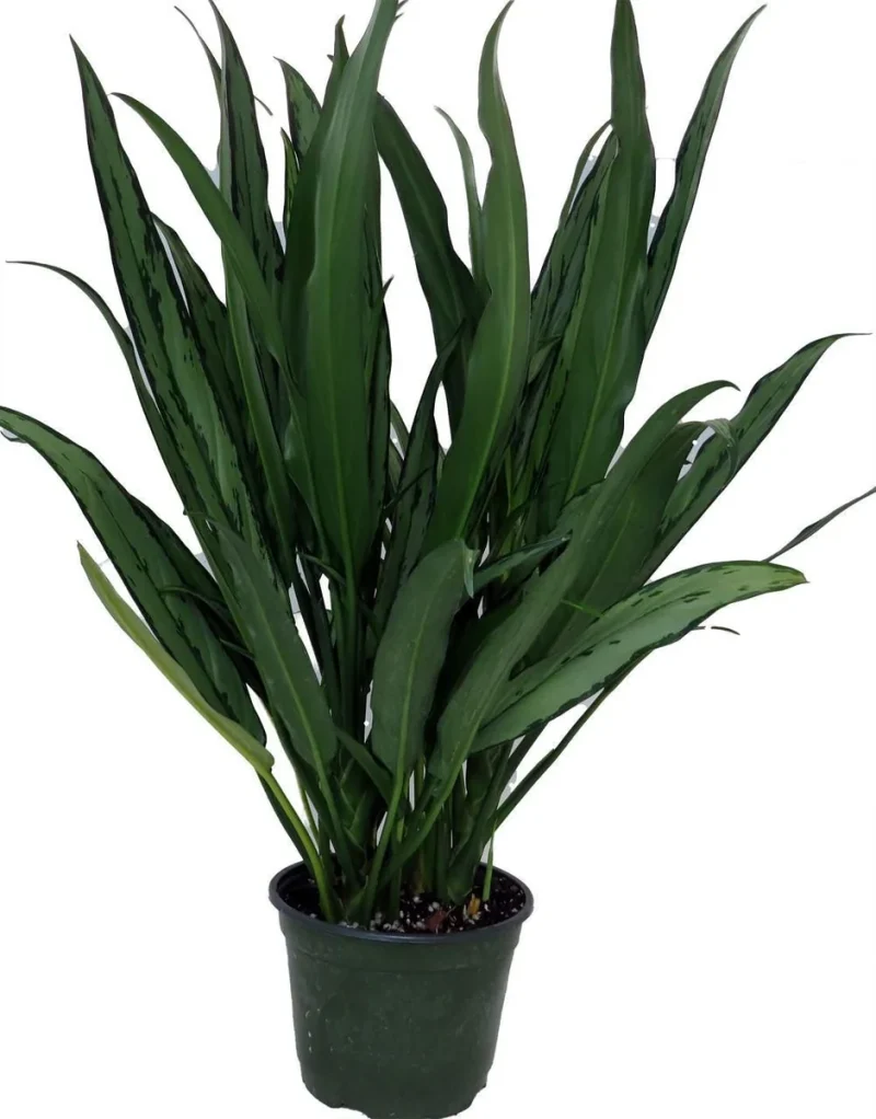 Cutlass Chinese Evergreen Plant - Aglaonema - Low Light