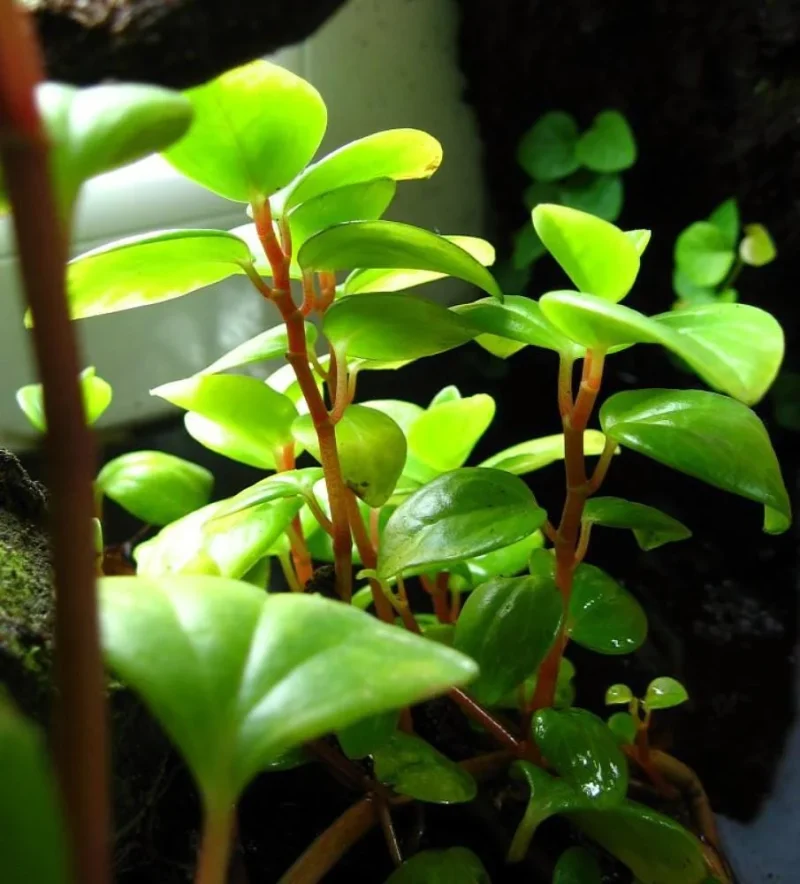 Cypress Peperomia Live Plant - Peperomia glabella - 2.5" Pot