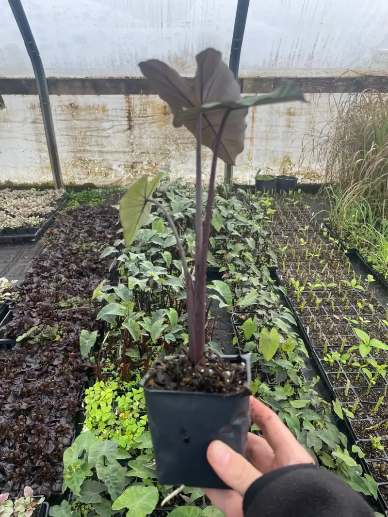 Dark Elephant Ear Live Plant - Colocasia Esculenta in 3.5 inch Pot