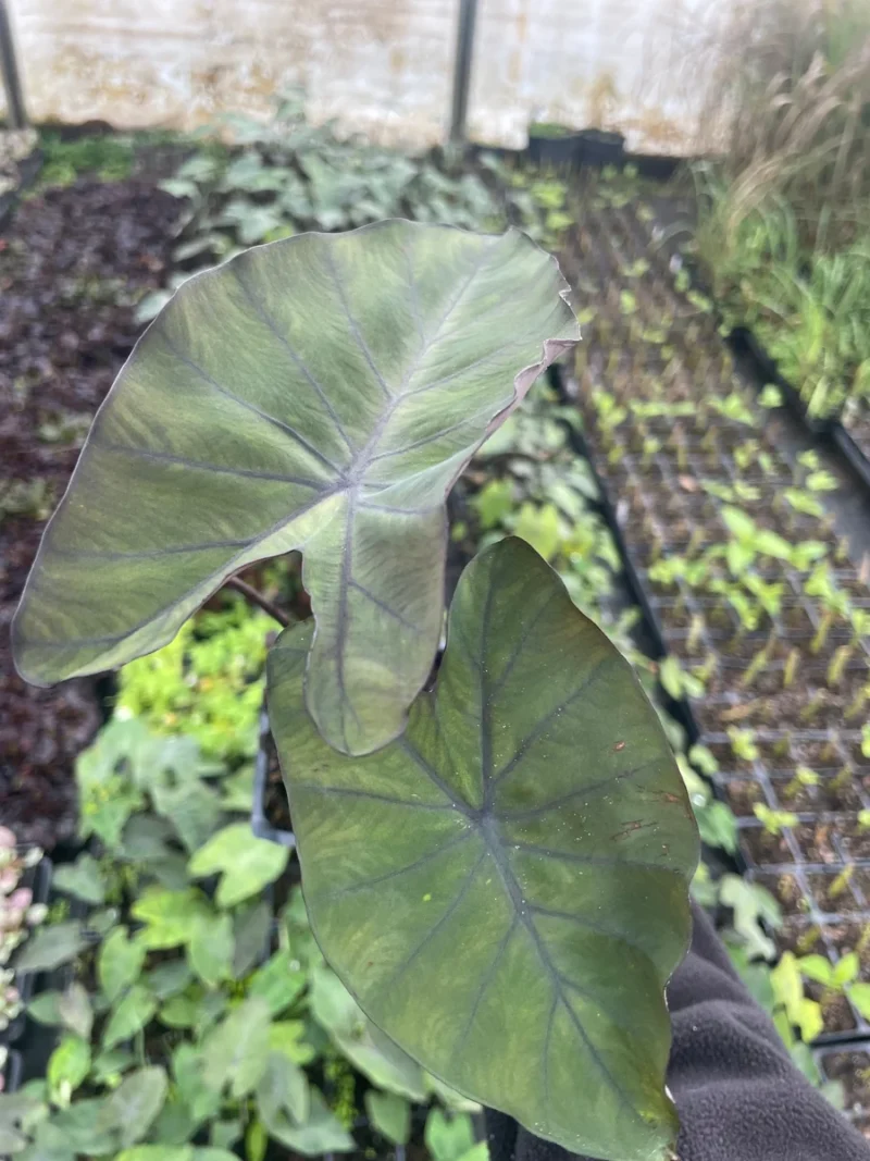 Dark Elephant Ear Live Plant - Colocasia Esculenta in 3.5 inch Pot