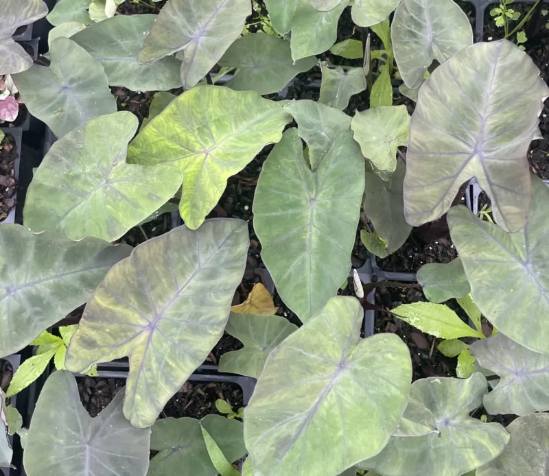 Dark Elephant Ear Live Plant - Colocasia Esculenta in 3.5 inch Pot