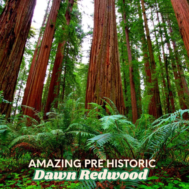 Dawn Redwood Trees - Fast-Growing, Cold Hardy Metasequoia glyptostroboides