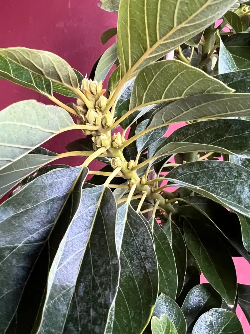 Donnie Avocado Tree - Grafted Fruit Plant in 3 Gallon Pot