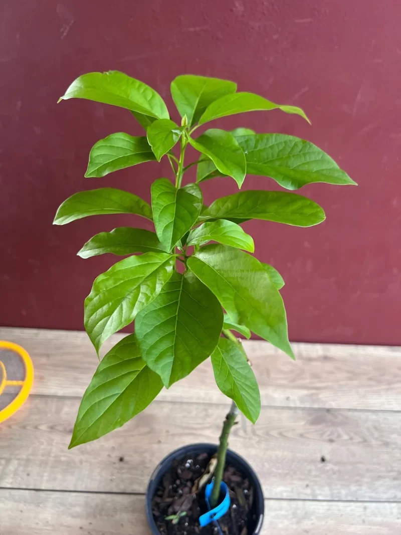 Donnie Avocado Tree Grafted in 6 inch Pot - Grow Your Own Avocados