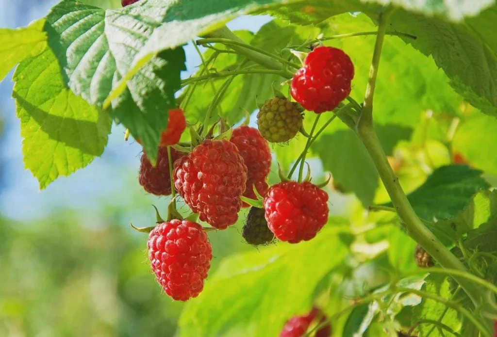 Dorman Red Raspberry Plant - Heat Tolerant Everbearing Variety
