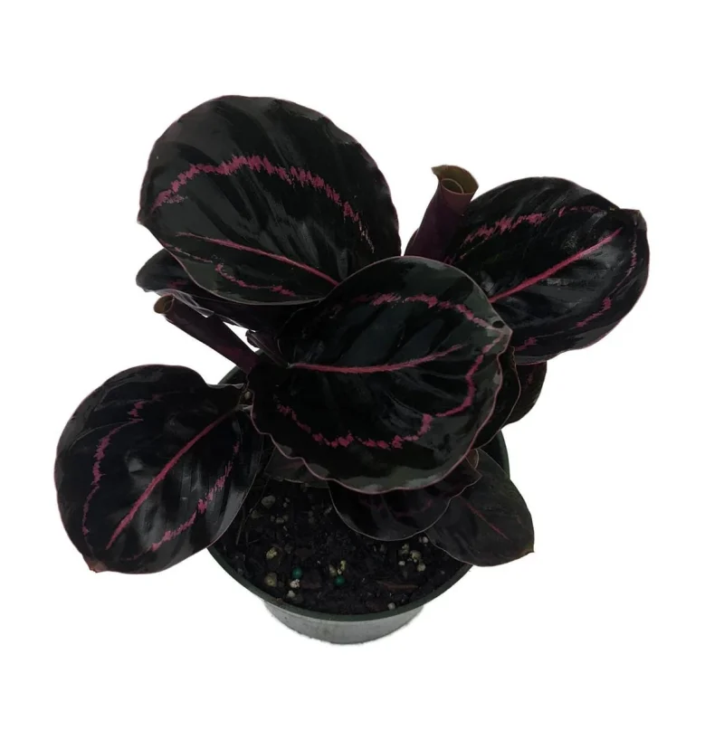 Dottie Rose Painted Prayer Plant - Calathea roseopicta 'Dottie'