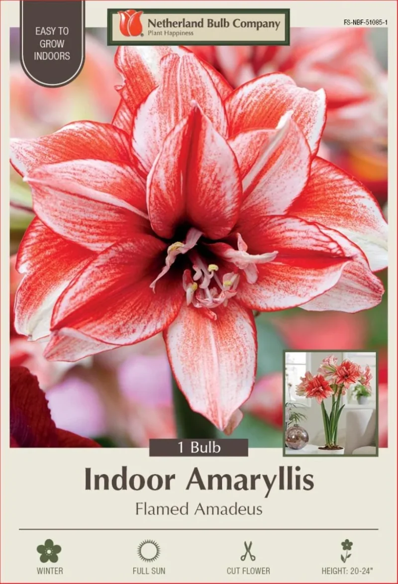 Red & White Double Amaryllis Bulb - Giant Amadeus