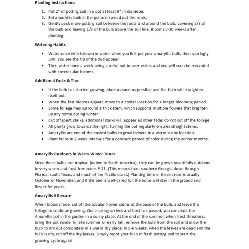 Double Dragon Amaryllis Bulb - Scarlet Red Double Blooms