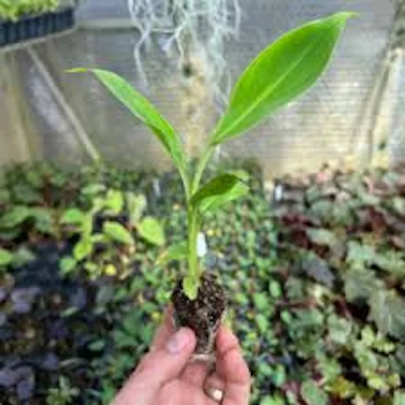 Double Mahoi Banana Plant - Edible Dwarf Cavendish Live Plant