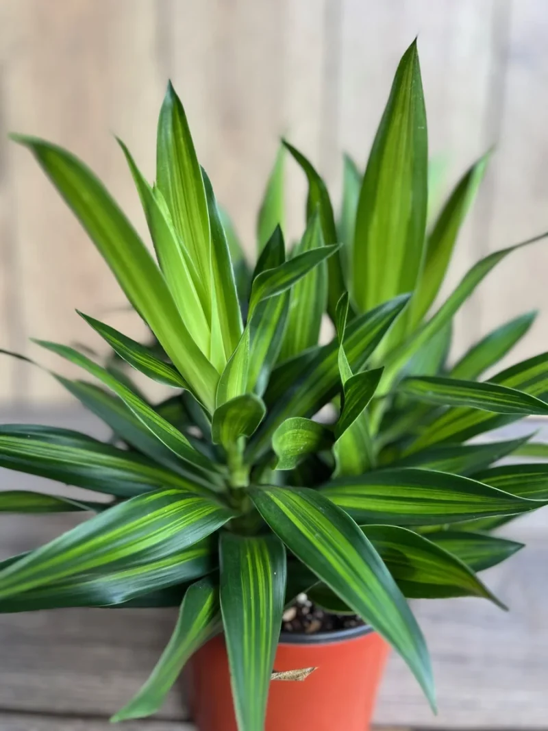 Inspiring Song Of Jamaica Plant Photos