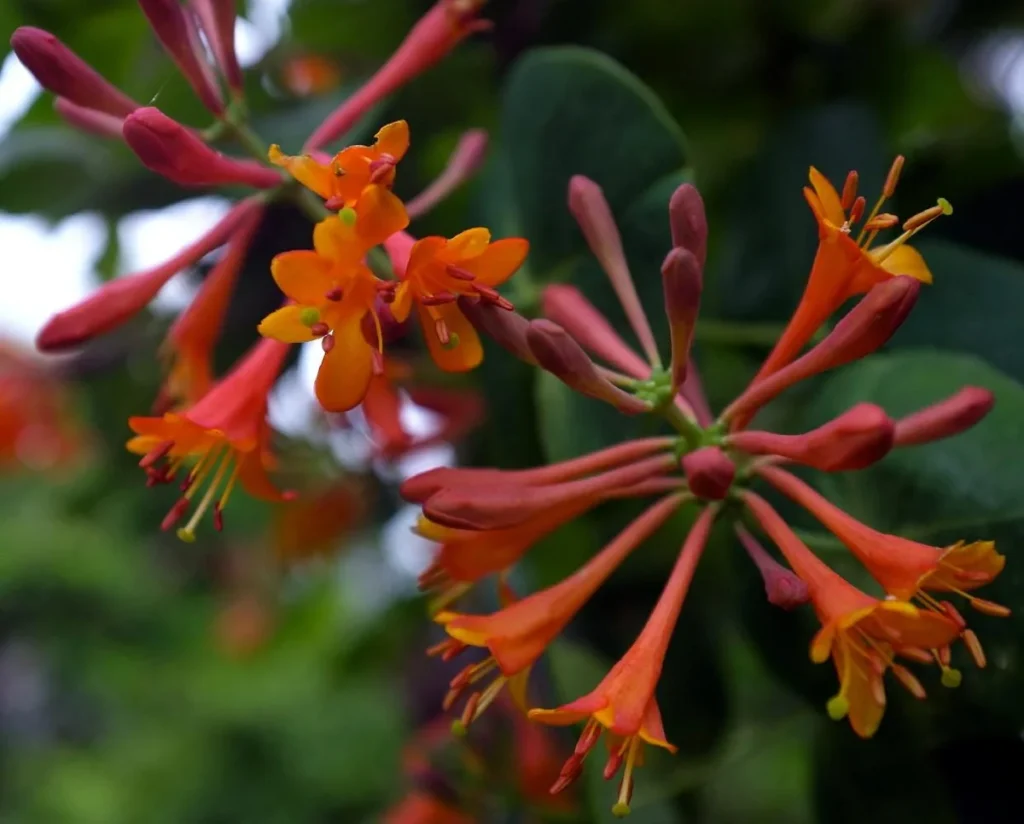 Dropmore Scarlet Honeysuckle Vine - Lonicera Live Plant
