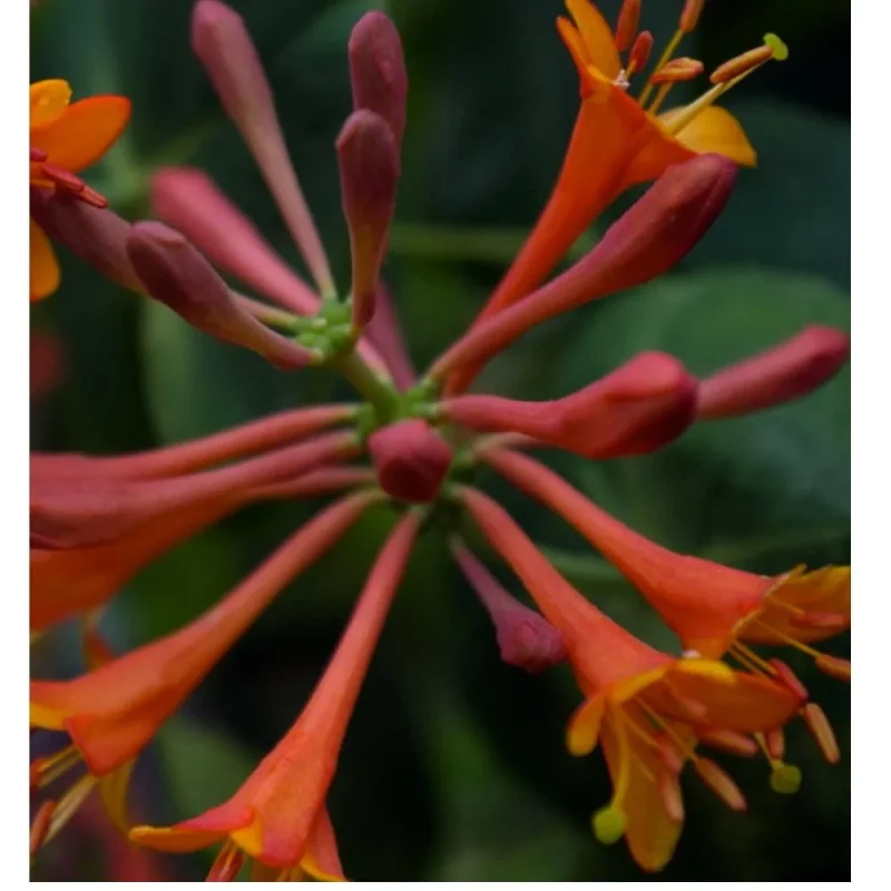 Dropmore Scarlet Honeysuckle Vine - Lonicera Live Plant
