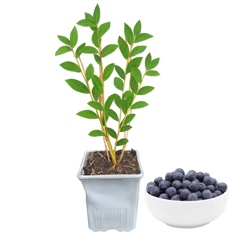 Duke Blueberry Bush Live Plant - 1 Quart Pot, 10-12” Tall