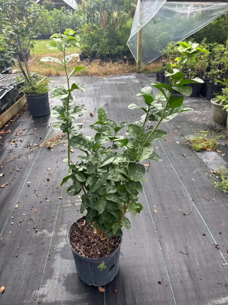 Duke Jasmine Live Plant - Fragrant 3 Gallon Shrub