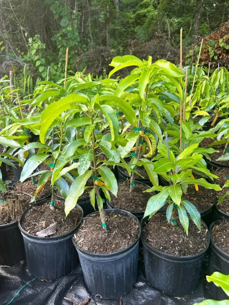 Duncan Mango Tree Live Plant – Grafted, 2-4 Feet Tall