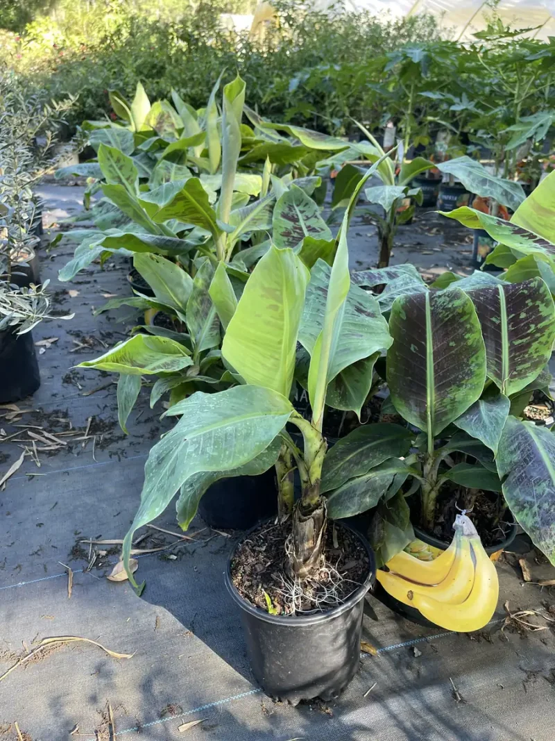 Dwarf Cavendish Banana Tree - Live Plant