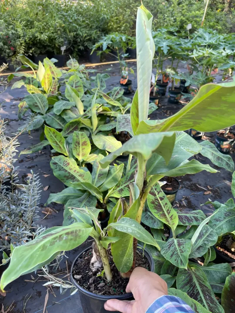 Dwarf Cavendish Banana Tree - Live Plant