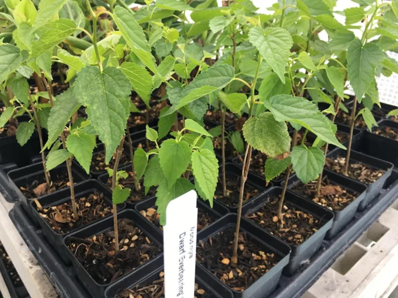 Dwarf Everbearing Mulberry Tree - Bare Root Starter Plant