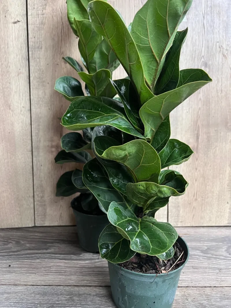 Dwarf Fiddle Leaf Fig Plant - Ficus Lyrata Bambino 6 inch Pot