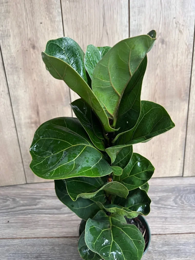 Dwarf Fiddle Leaf Fig Plant - Ficus Lyrata Bambino 6 inch Pot