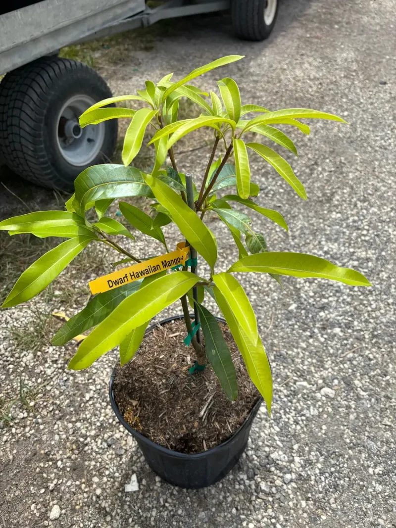 Dwarf Hawaiian Mango Tree - Grafted & Rooted - 3 Gallon Pot
