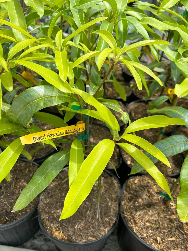 Dwarf Hawaiian Mango Tree - Grafted & Rooted - 3 Gallon Pot