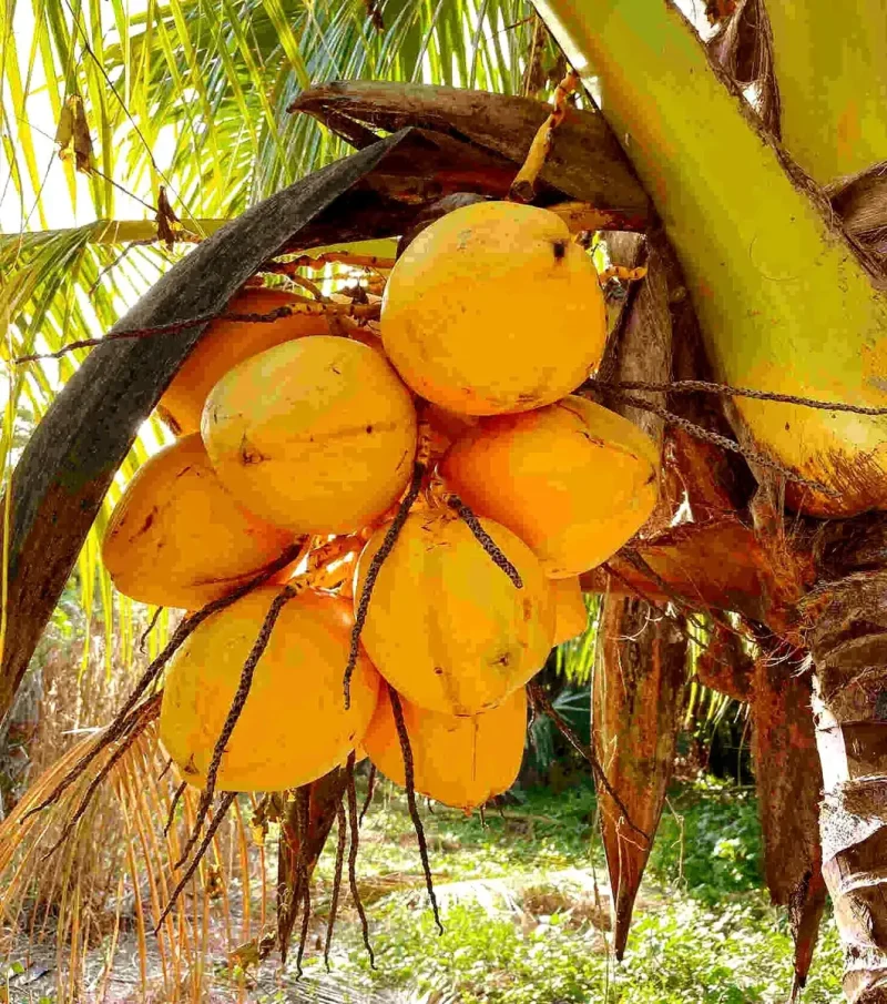 Dwarf Yellow Malayan Coconut Sprouted Tree - Live Plant