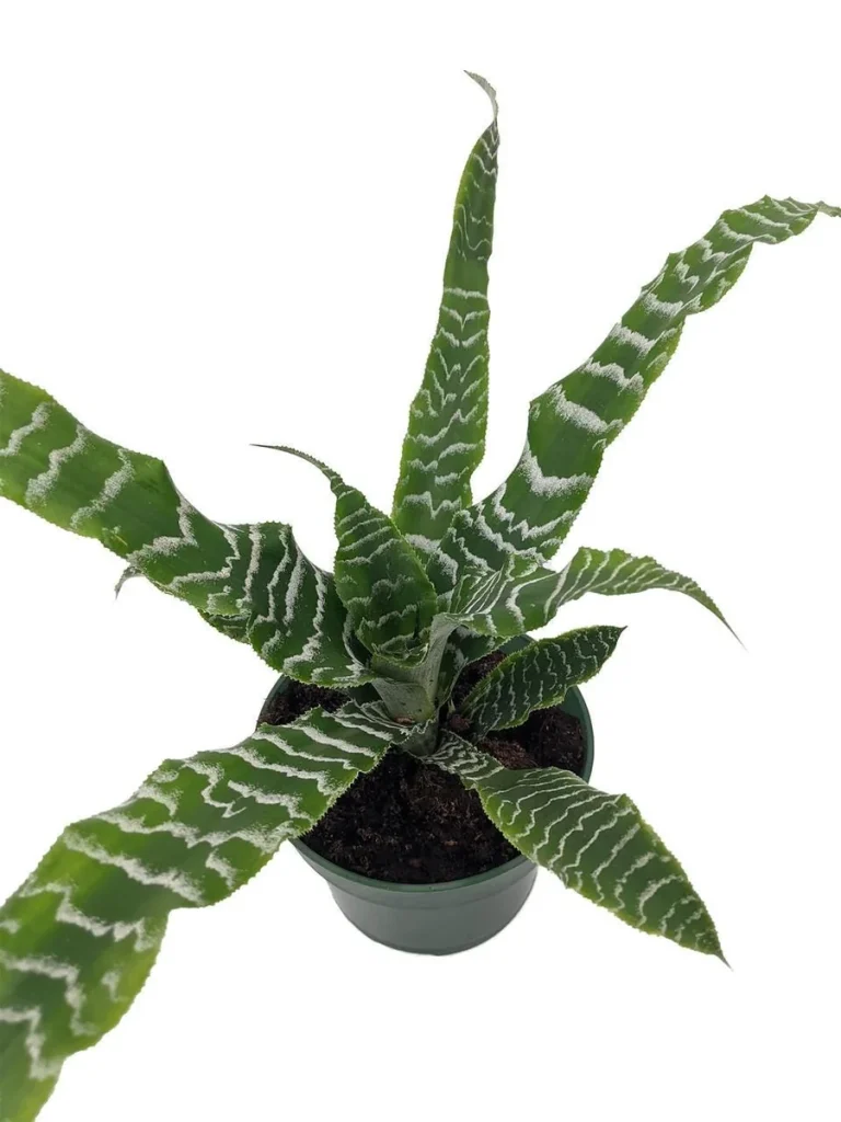 Earth Star Plant - Cryptanthus Live Plant - 5" Pot Indoor